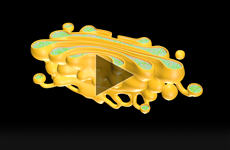 Golgi Apparatus Animal Cell Project